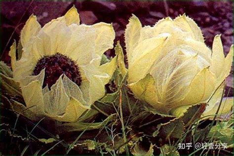 雪莲花的功效与作用 知乎