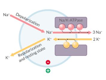 APEX Anesthesia Unit Cardiovascular Flashcards Quizlet