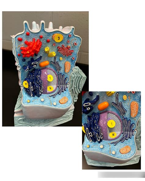 Cell Diagram Quizlet