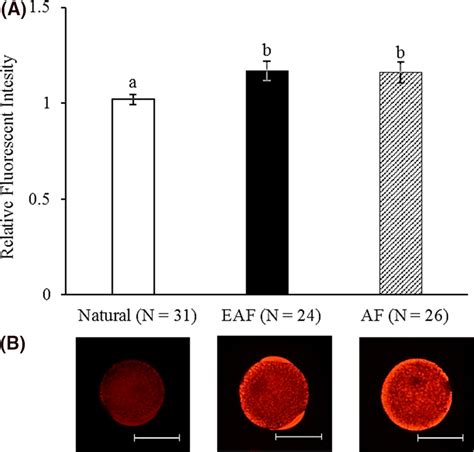 Lipid Content In Oocytes Grown In Vitro Oocyte‐granulosa Cell Download Scientific Diagram