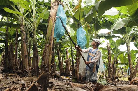 Banana Biomass Revolutionizes Energy Production In Davao Del Norte Agritech Insights