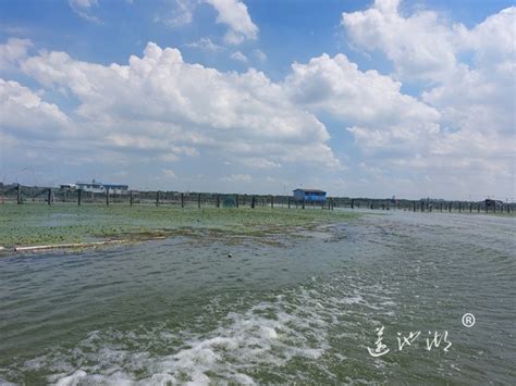 阳澄湖畔阳澄湖大闸蟹养殖基地的风景 阳澄湖大闸蟹官网