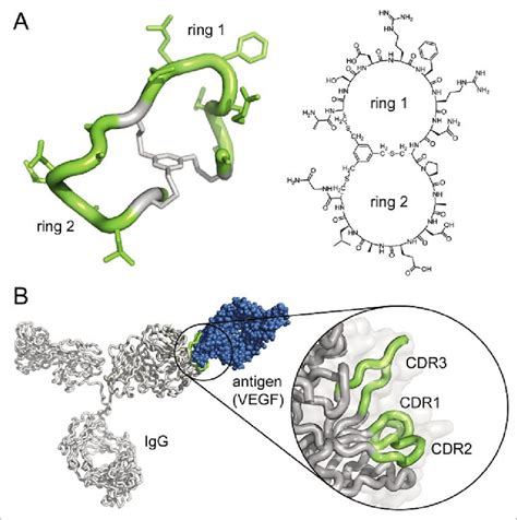 Structure Of A Bicyclic Peptide And Its Comparison With An Antibody Download Scientific