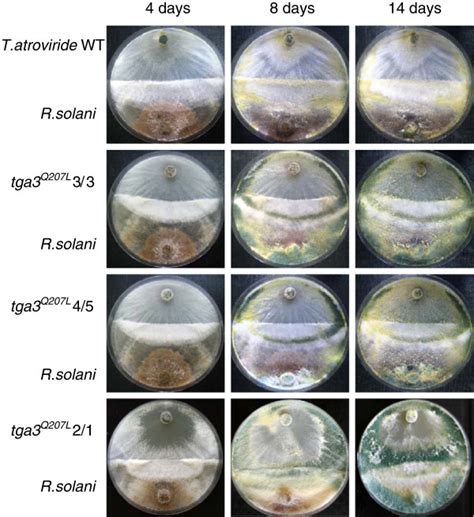 Generation Of Trichoderma Atroviride Mutants With Constitutively