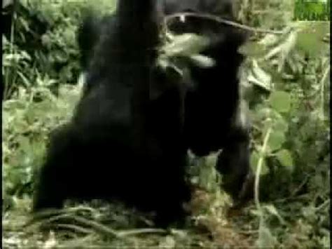 Gorilla Vs Leopard Youtube