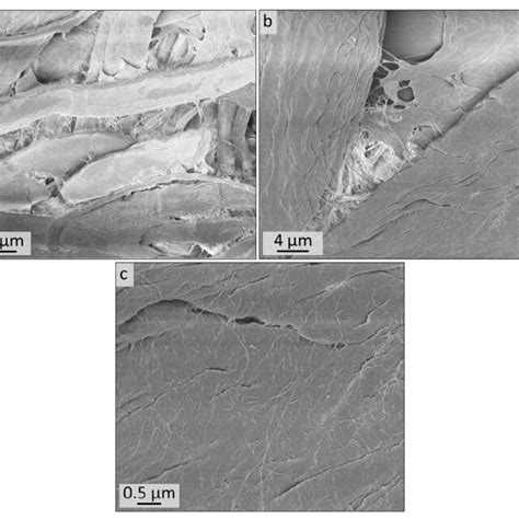 Figure S10 SEM Images Of The Surface Of Cellulose Based Filter Discs Download Scientific