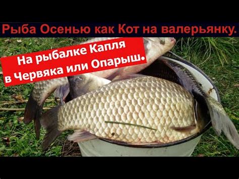 СЕКРЕТ МОЩНОГО КЛЕВА ОСЕНЬЮ НА РЫБАЛКЕ. Супер рыболовная насадка на ...