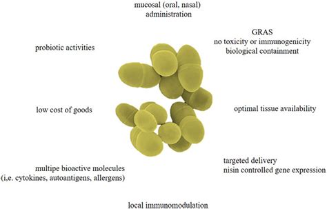 Frontiers Lactococcus Lactis As A Versatile Vehicle For Tolerogenic Immunotherapy
