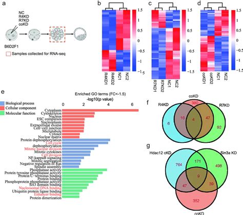 Functional Redundancy Of Rbbp4 And 7 In Regulating Gene Expression A