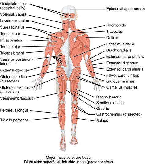 Muscular System With Labels