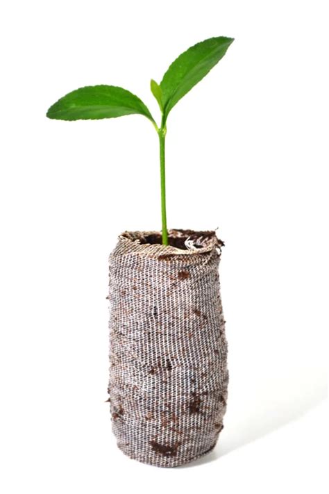 Buy Now Meyer Lemon Tree Plant Plantly