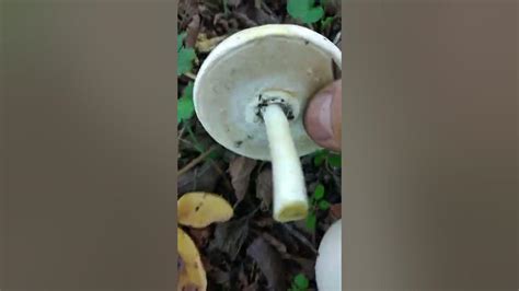 Otrovan Agarikus Xanthoderma Youtube