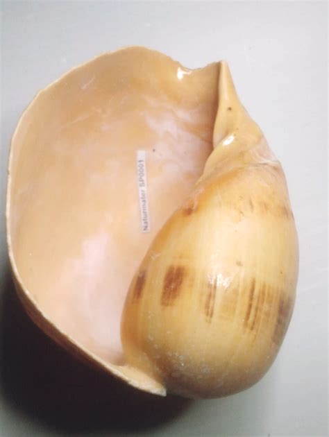 Bailer Shell Natural Big Sea Shells Snail Wanbao Conch Etsy Australia