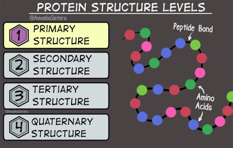 Protein Structure Animation Powerpoint