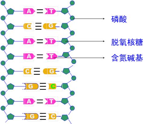 Dna分子结构 Dna分子的结构是 随意云