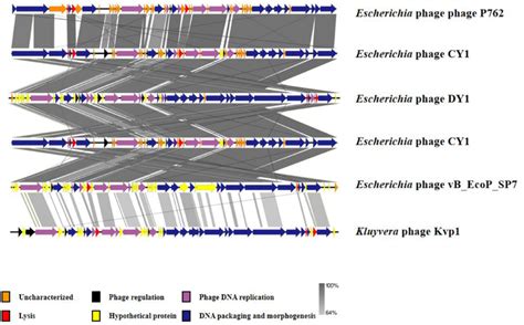 Multiplegenomealignmentsofthephagecy1and4otherrelatedphages