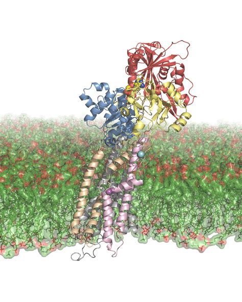 1st Cryonet Course On Advanced Single Particle Cryo Em Analysis