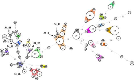 Minimum Spanning Tree Of Mlva34 Data From 142 C Difficile Isolates