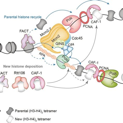 Dna Replication Coupled Nucleosome Assembly Pathways With Key Factors