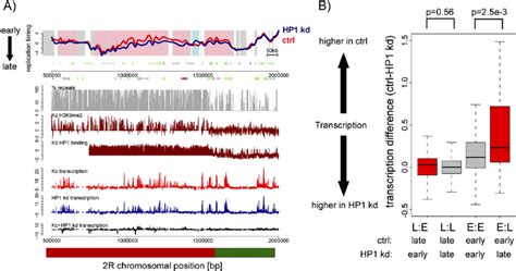 Differences In Replication Timing Do Frequently But Not Always Coincide Download Scientific