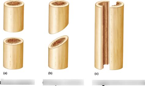 Body Sections Cylindrical Organs Diagram Quizlet