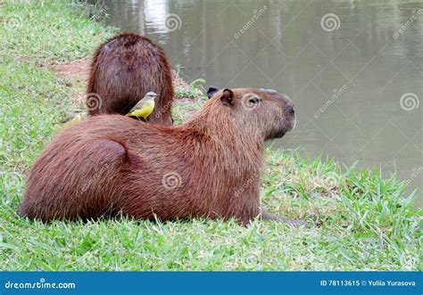 Capybara Bird On Head At Edward Criss Blog