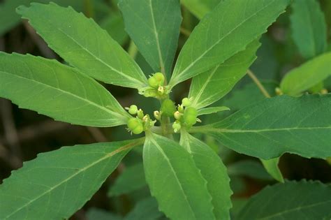 コバノショウジョウソウ Euphorbia dentata ネットで本種の画像を検索するとこの写真のように葉が披針 Flickr