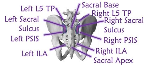 Sacral Sulcus Landmark