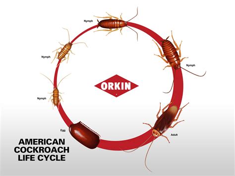 What S The Life Cycle Of The American Cockroach Orkin
