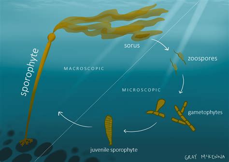Kelp Diagrams And Illustrations — Gray Mckenna