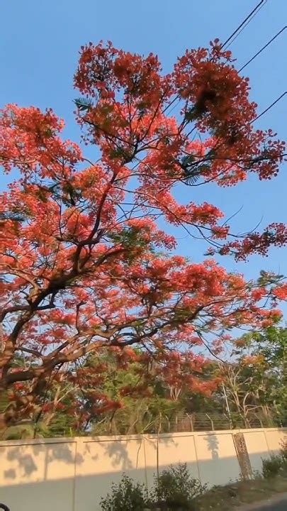 কৃষ্ণচূড়া 🏵️ Youtube