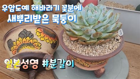 일본성영 묵둥이 우암도예 화분에 분갈이 Youtube