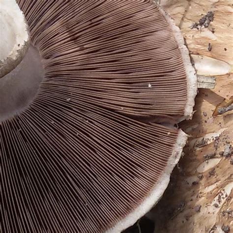 El Mundo Microscópico De Los Hongos Agaricus Bisporus Lgesing