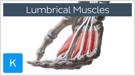 Lumbrical Injury