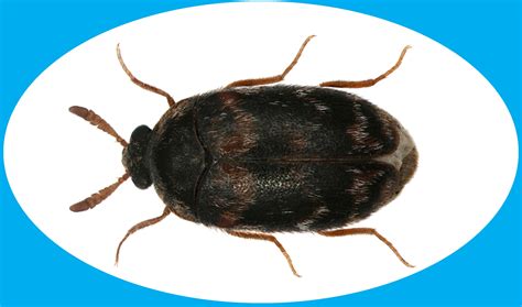 Insect Of The Month Warehouse Beetle Trogoderma Variable