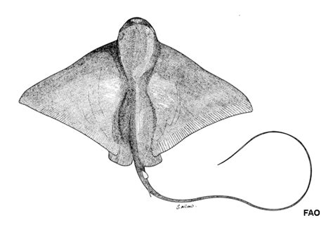 Purple Eagle Ray Myliobatis Hamlyni Marine Life Identification