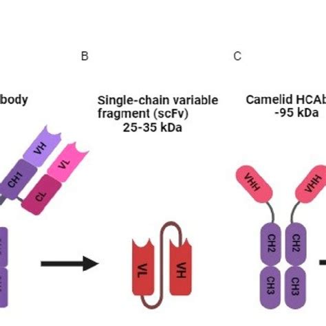 Structure Of Conventional Antibody A Single Chain Variable Fragment Download Scientific