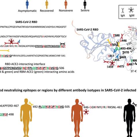 Predicted Neutralizing Epitopes And Regions Recognized By Sera From