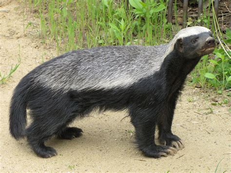 Honey Badger Wallpapers Wallpaper Cave