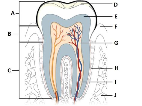 Tooth Diagram Diagram Quizlet