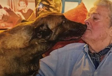 Децата на Ален Делон отказаха да умъртвят кучето му Информационна агенция ПИК