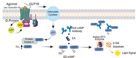 Camp Hunter™ Semaglutide Bioassay Kit