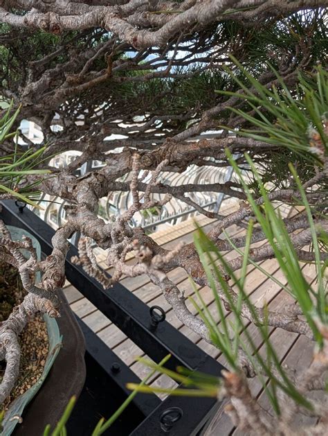 二葉松盆栽問題 農業知識入口網