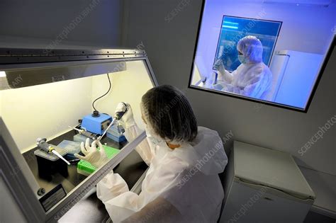 Fossil Dna Analysis Stock Image C014 6046 Science Photo Library