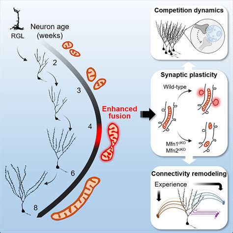 Enhanced Mitochondrial Fusion During A Critical Period Of Synaptic Plasticity In Adult Born