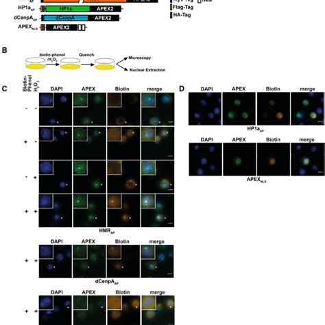 A APEX2 Fusion Constructs Used For Proximity Based Labeling Of The Download Scientific