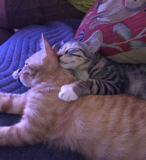 Solve Big Brother Love Jigsaw Puzzle Online With Pieces