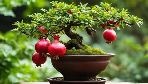 Pomegranate Bonsai Tree Care Guide Bonsai Ts Nursery
