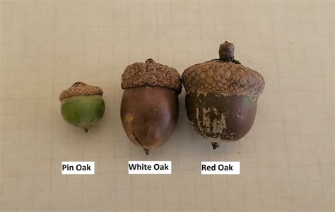 Red Oak Tree A Complete Guide To What You Need To Know Growit Buildit