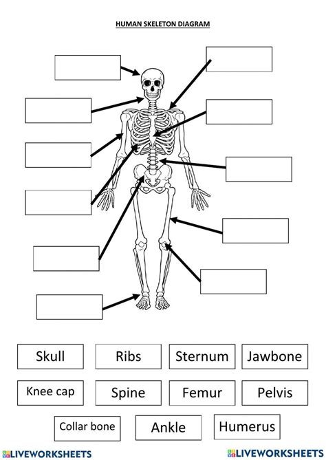 Skeletal System Worksheet Artofit